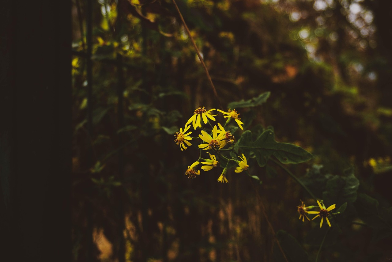 Bunga-Bunga Tanaman Kebun Bunga - Foto gratis di Pixabay - Pixabay