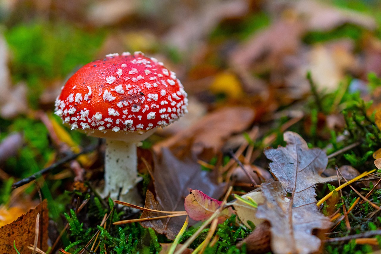 Champignon Nature Champignons - Photo gratuite sur Pixabay - Pixabay