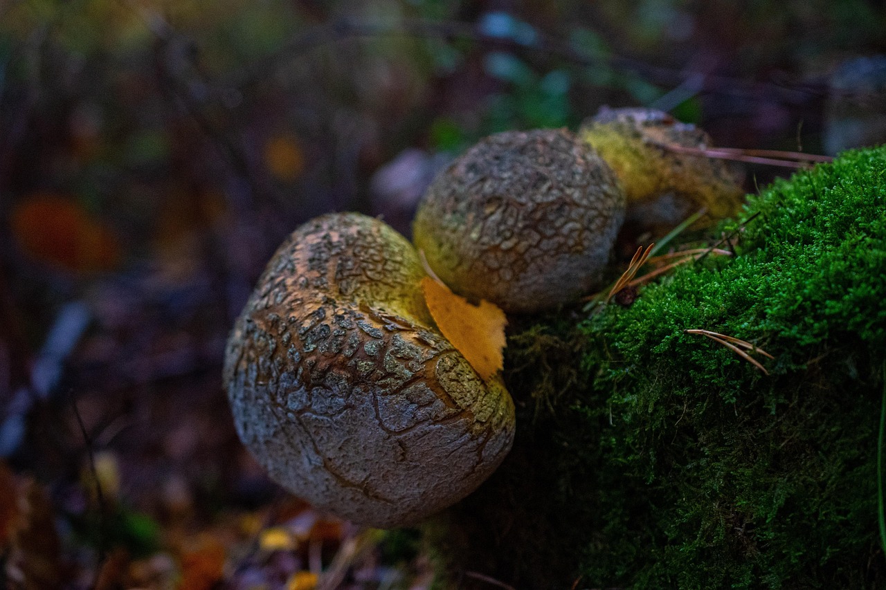 Cogumelo Natureza Cogumelos - Foto gratuita no Pixabay - Pixabay