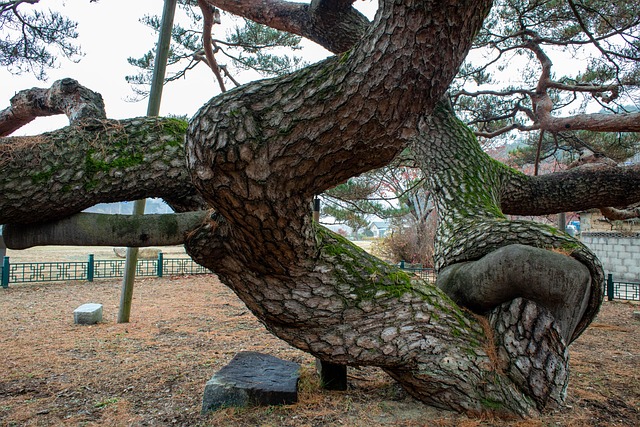 Nature Cypress Dragon Trim - Free photo on Pixabay - Pixabay