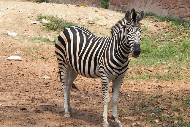 Tier Zebra - Kostenloses Foto auf Pixabay - Pixabay