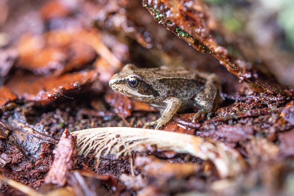 Rana Animales Forestales - Foto gratis en Pixabay