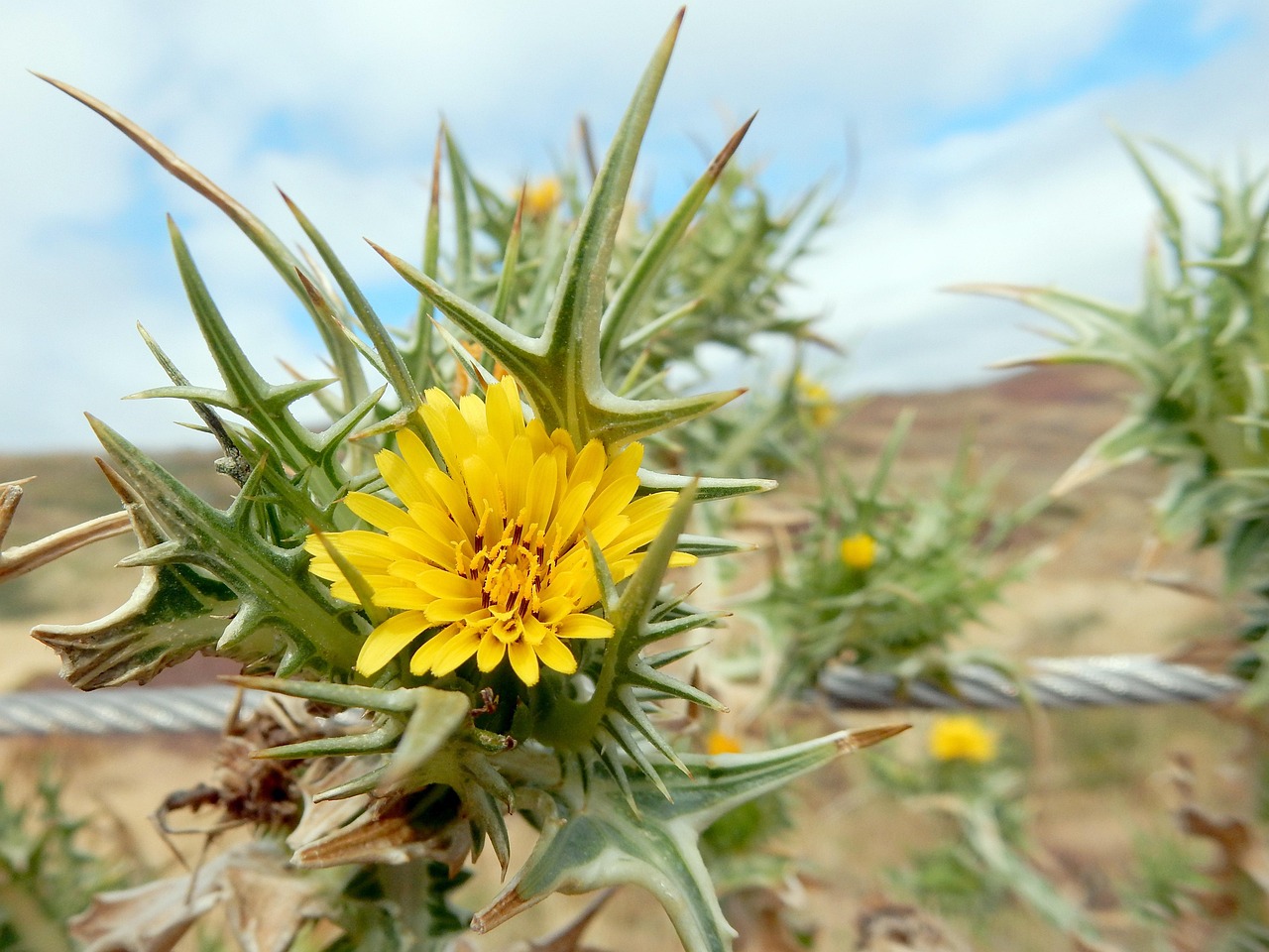 Plantar Flor Natureza - Foto gratuita no Pixabay - Pixabay