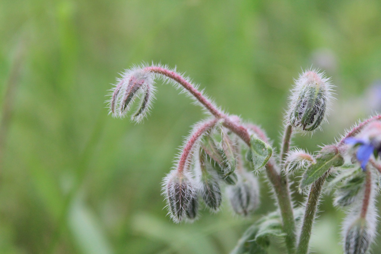 Flowers Buds Plant - Free photo on Pixabay - Pixabay