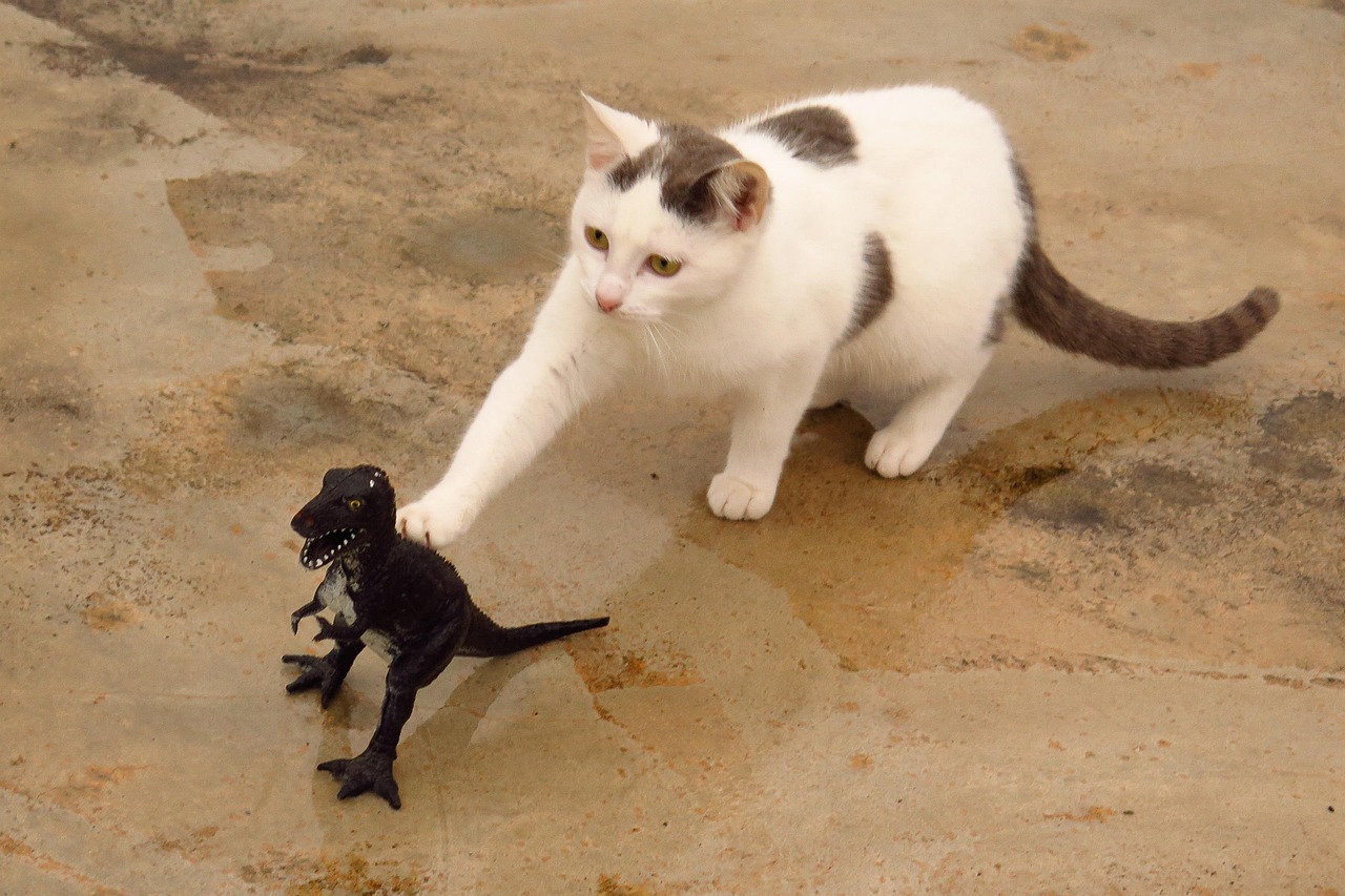 Cat Pussy Kitten Free Photo On Pixabay Pixabay