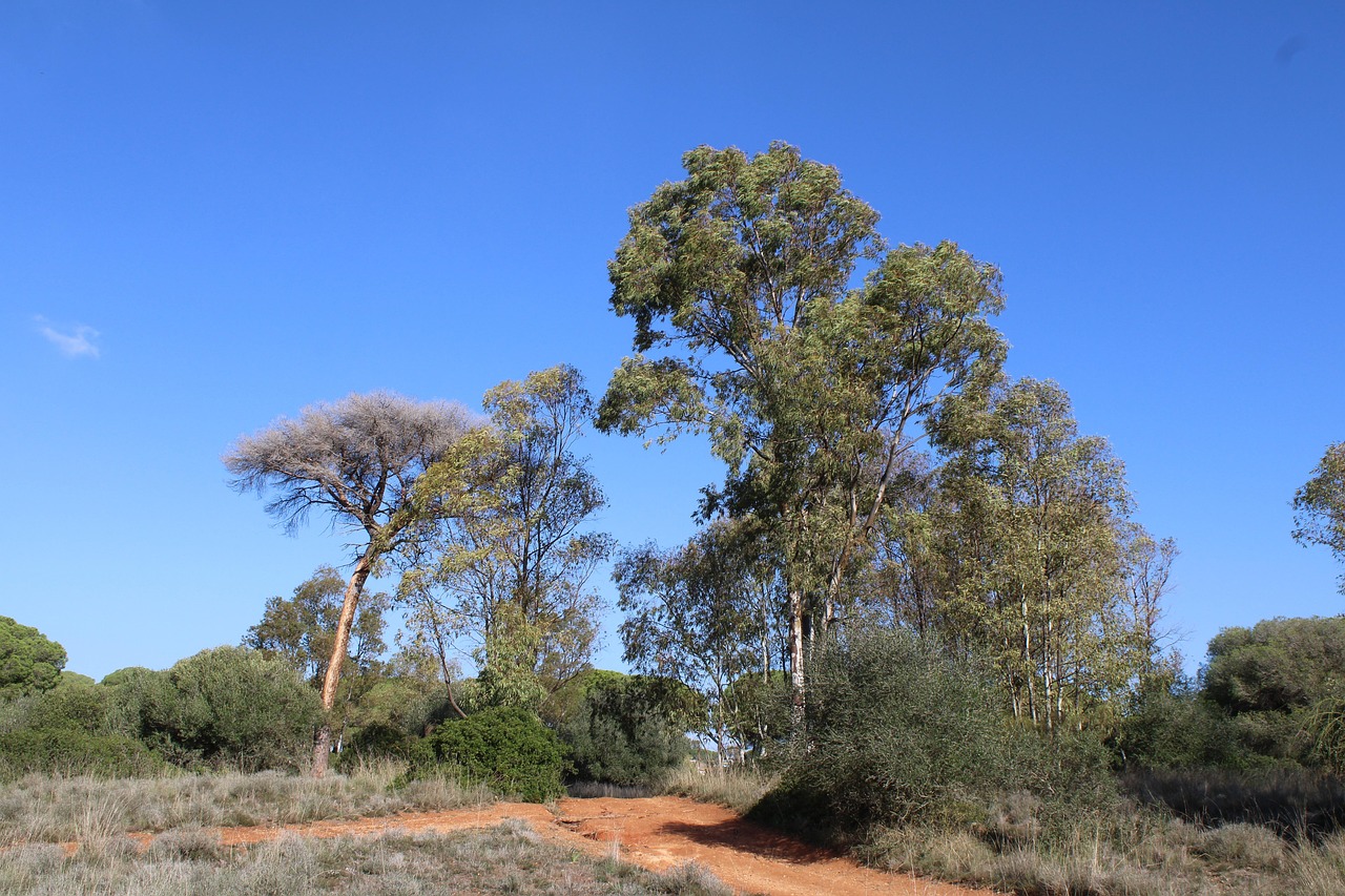 Tree Landscape Darling - Free photo on Pixabay - Pixabay