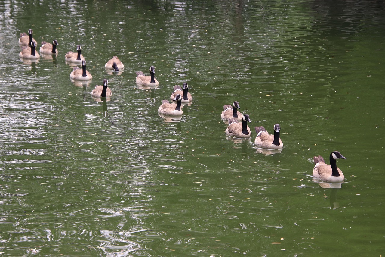 7,000+ Free Brant Geese & Geese Images - Pixabay