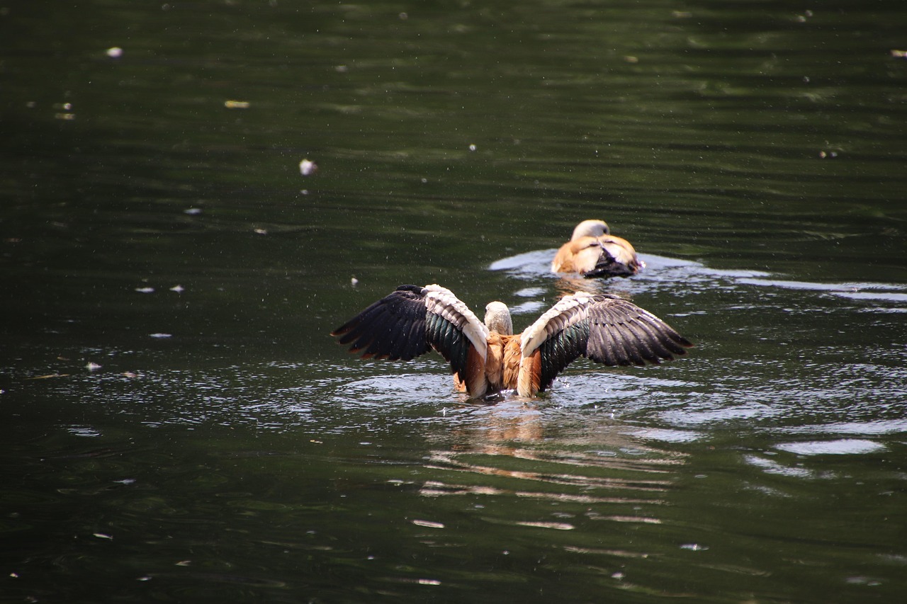 Ruddy Shelduck Ducks Pond - Free photo on Pixabay - Pixabay