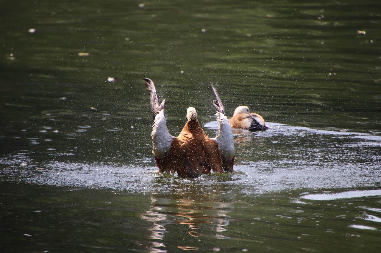 Ruddy Shelduck Ducks Pond - Free photo on Pixabay - Pixabay