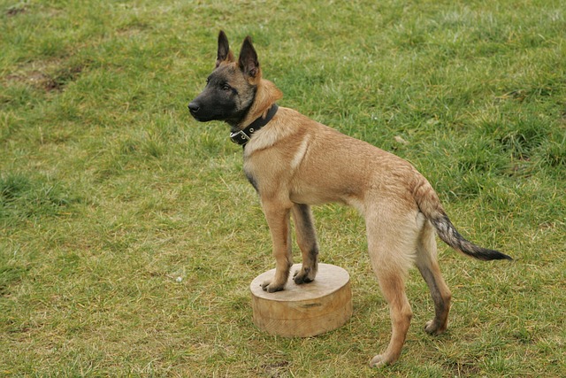 Cachorro Filhote De Bicho - Foto gratuita no Pixabay - Pixabay