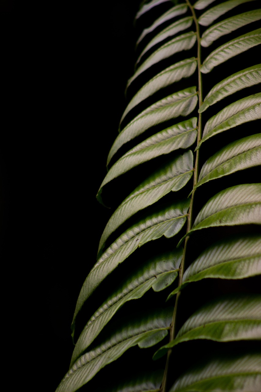 Folha Natureza Planta - Foto gratuita no Pixabay - Pixabay