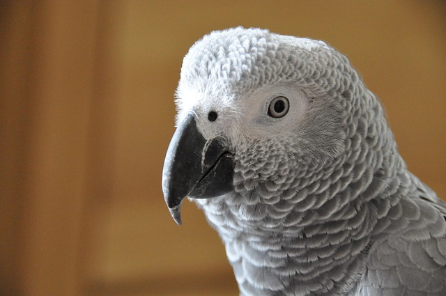 Gabon Gray Parrot Jaco - Free photo on Pixabay - Pixabay