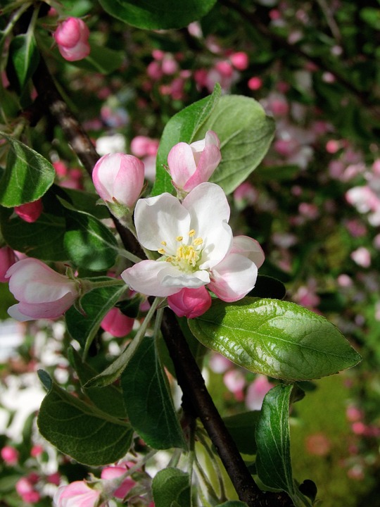 Bloom Fruit Tree Branch - Free photo on Pixabay - Pixabay