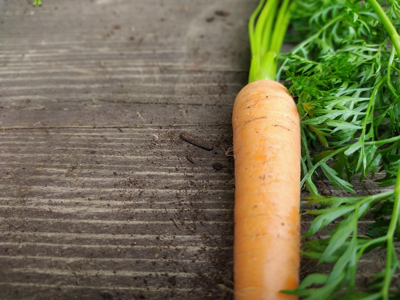 Carrot Vegetable Harvest - Free photo on Pixabay - Pixabay