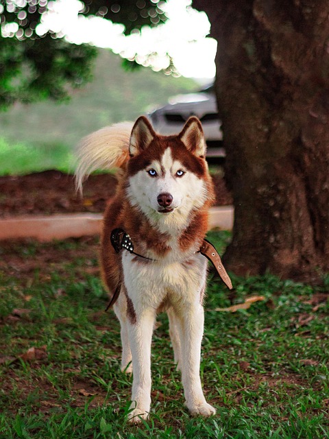 20+ Free Cachorros Gratis & Cachorro Images - Pixabay