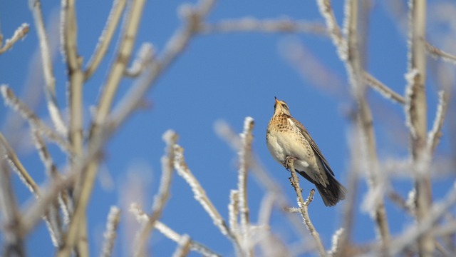 Grive Hiver Oiseaux D'Hiver Turdus - Photo gratuite sur Pixabay - Pixabay