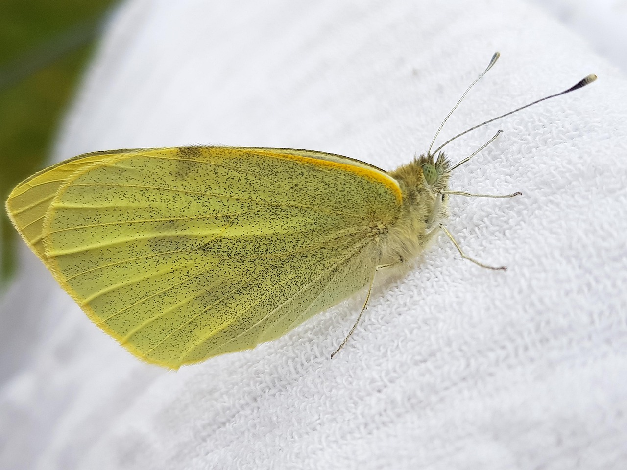 White Butterfly Pieridae - Free photo on Pixabay - Pixabay
