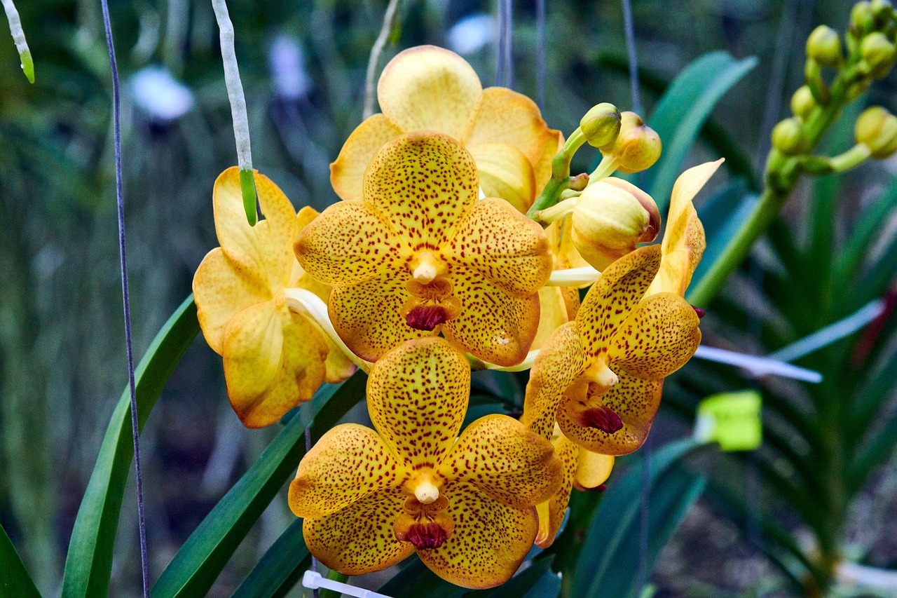 Orchidée Fleur Bloom - Photo gratuite sur Pixabay - Pixabay
