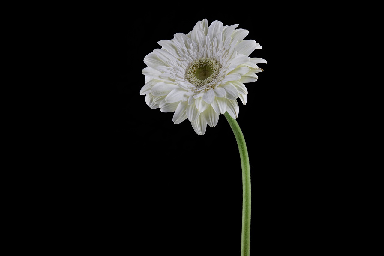 Marguerite Fleur Plantes - Photo gratuite sur Pixabay - Pixabay