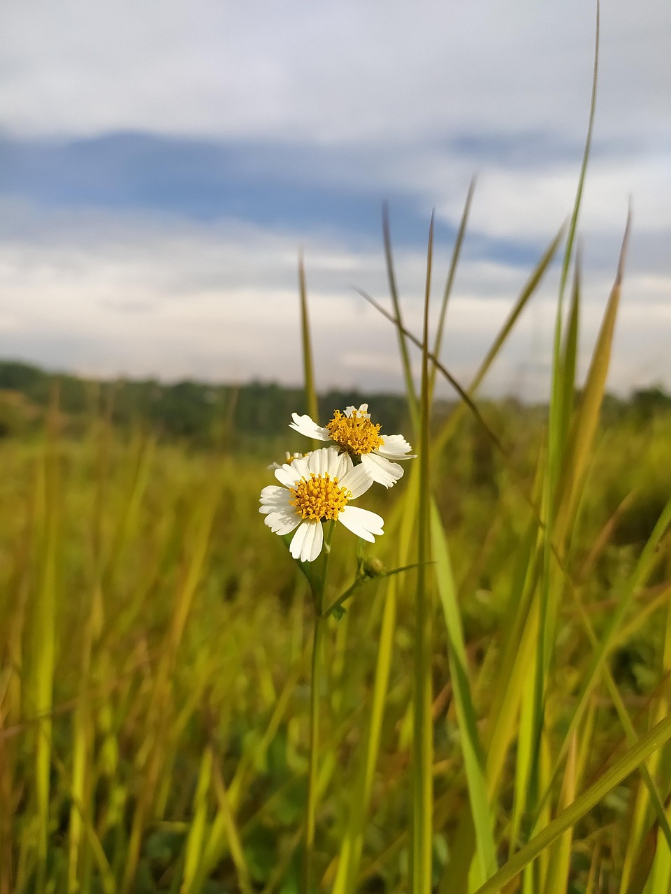 Wildflower Daisy - Free photo on Pixabay - Pixabay