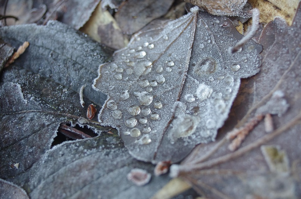 Frost Ice Winter - Free photo on Pixabay - Pixabay