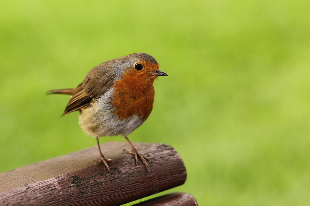 Robin Röda Bröst Fågel - Gratis foto på Pixabay - Pixabay