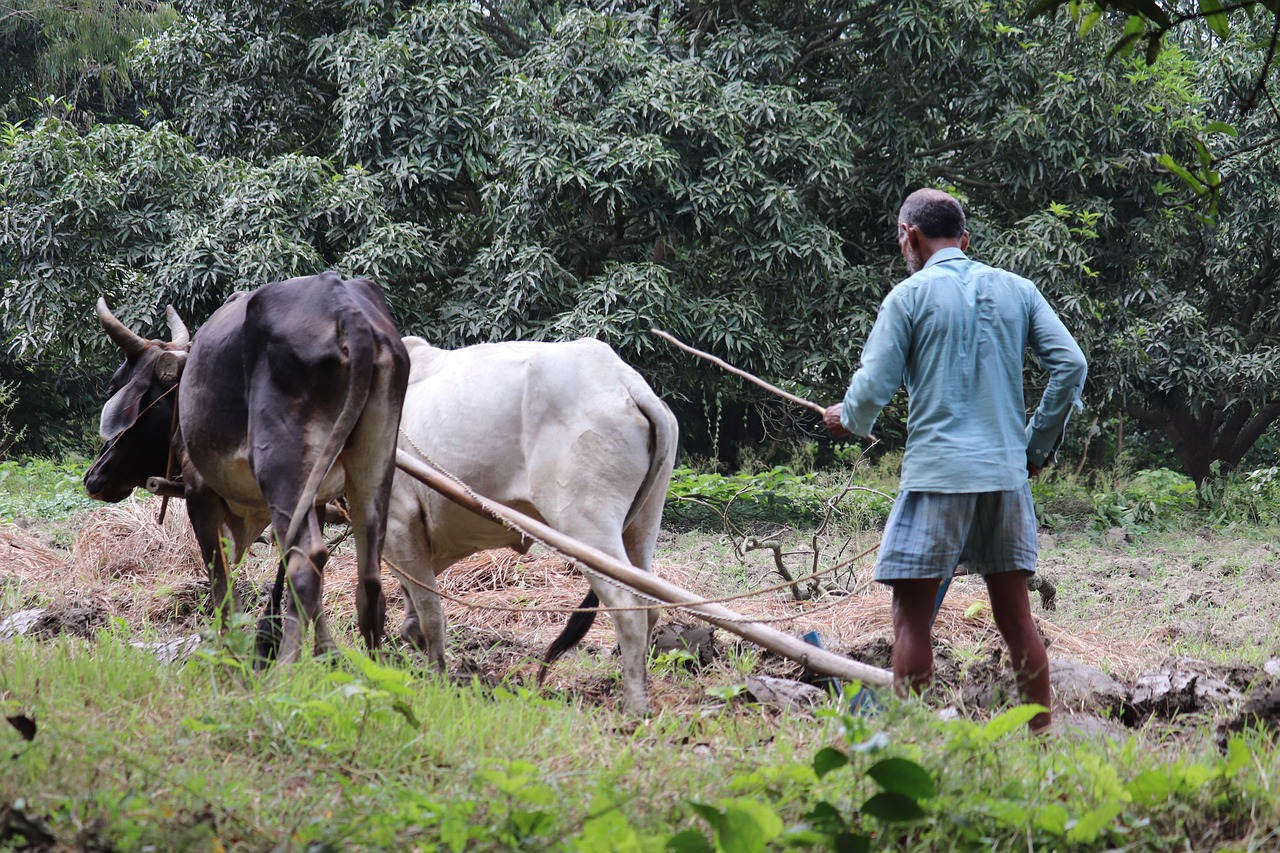 Farmer Bull Soil - Free photo on Pixabay - Pixabay