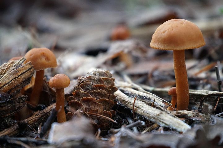 100+ Free Winter Mushrooms & Winter Photos - Pixabay