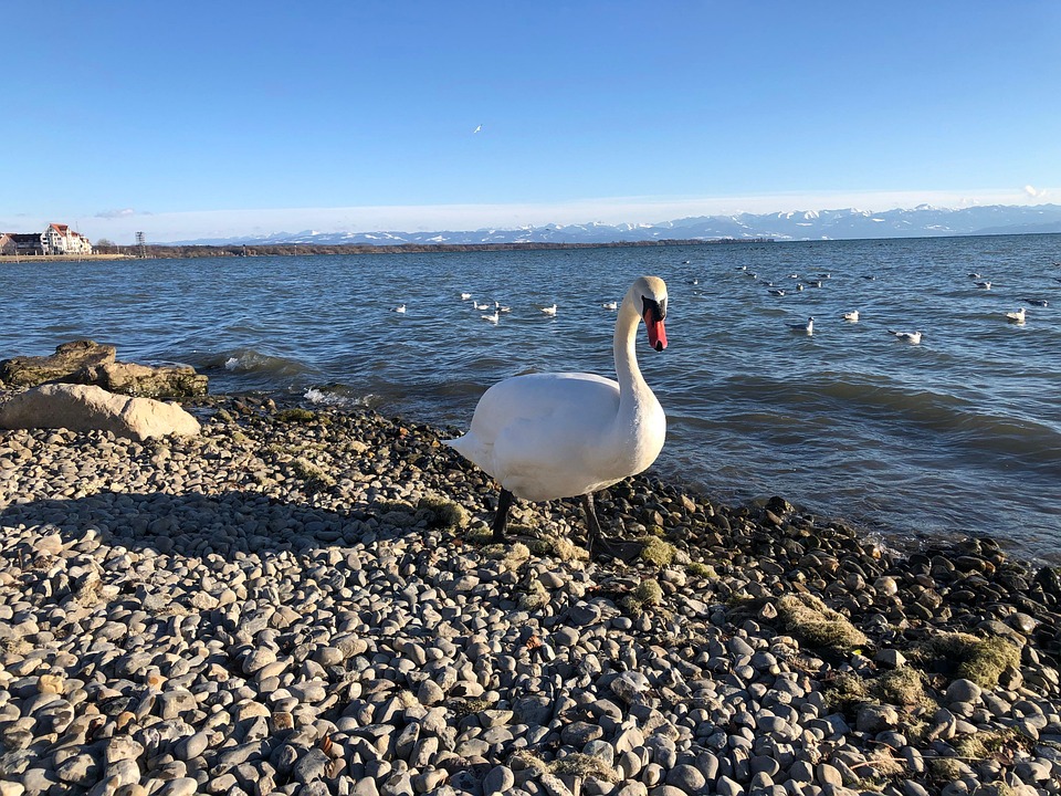 Nature Lac Animal - Photo gratuite sur Pixabay - Pixabay