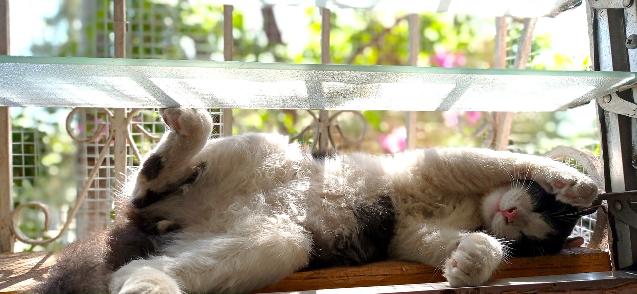Katt Som Ligger Og Vindu Cat - Gratis foto på Pixabay - Pixabay