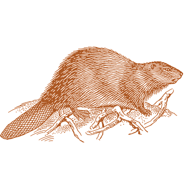 Explore 162+ Free Beaver Dam Illustrations: Download Now - Pixabay