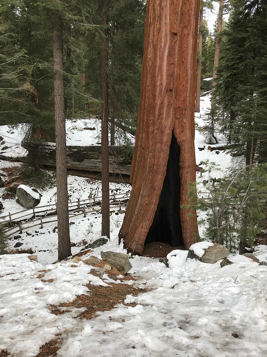 Sequoia Tree Snow - Free photo on Pixabay - Pixabay