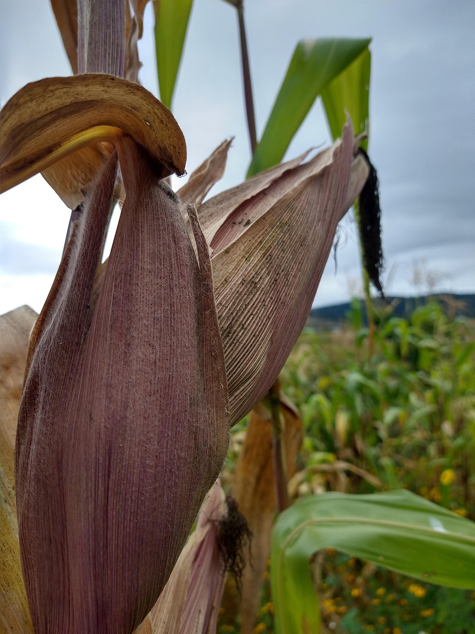 Elote Milpa Naturaleza - Foto gratis en Pixabay