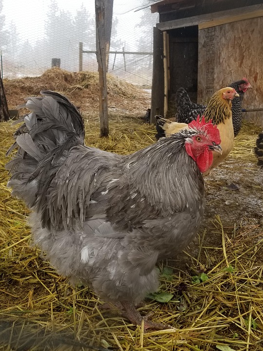 Rooster Chickens Livestock - Free photo on Pixabay - Pixabay