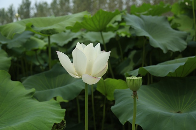 Lotus La Feuille De Vert - Photo gratuite sur Pixabay - Pixabay