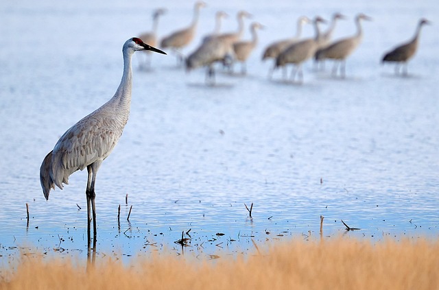 Birds Crane Wildlife - Free photo on Pixabay - Pixabay