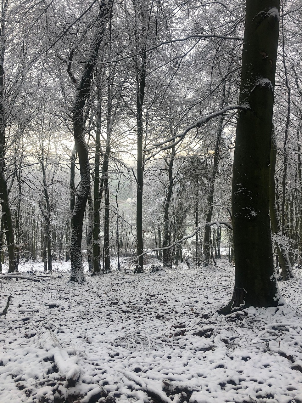 Winter Wald Winterzauber - Kostenloses Foto auf Pixabay - Pixabay