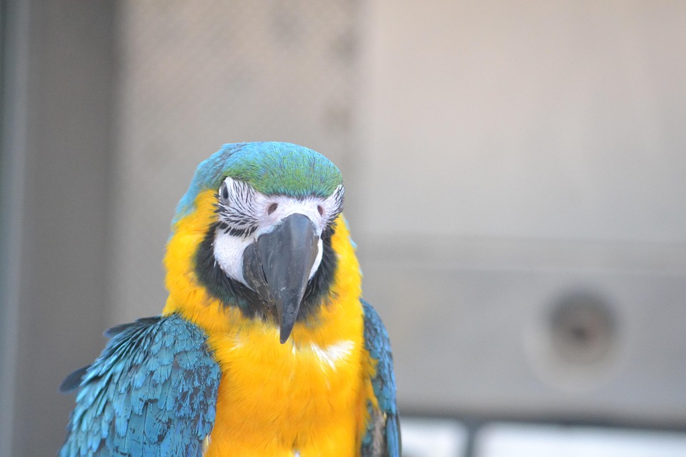 Arara Papagaio Pássaro - Foto gratuita no Pixabay