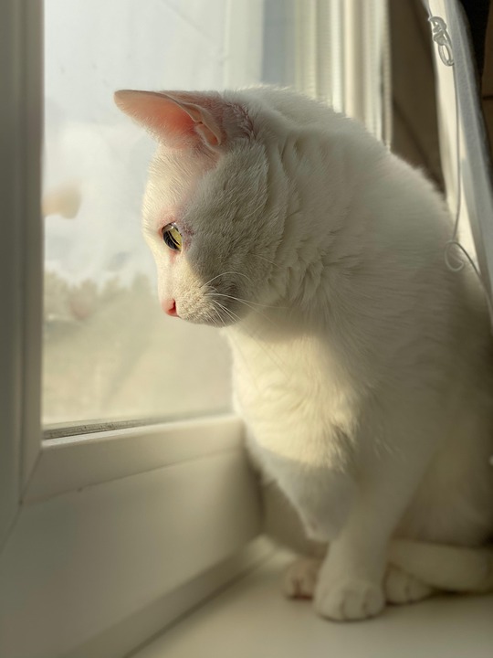 Cat Pet Window White - Free photo on Pixabay - Pixabay