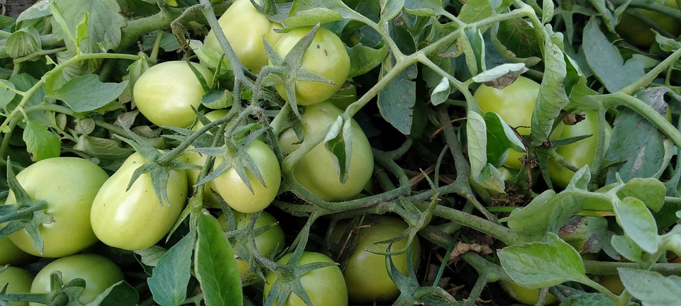 Vegetable Pakistan - Free photo on Pixabay - Pixabay