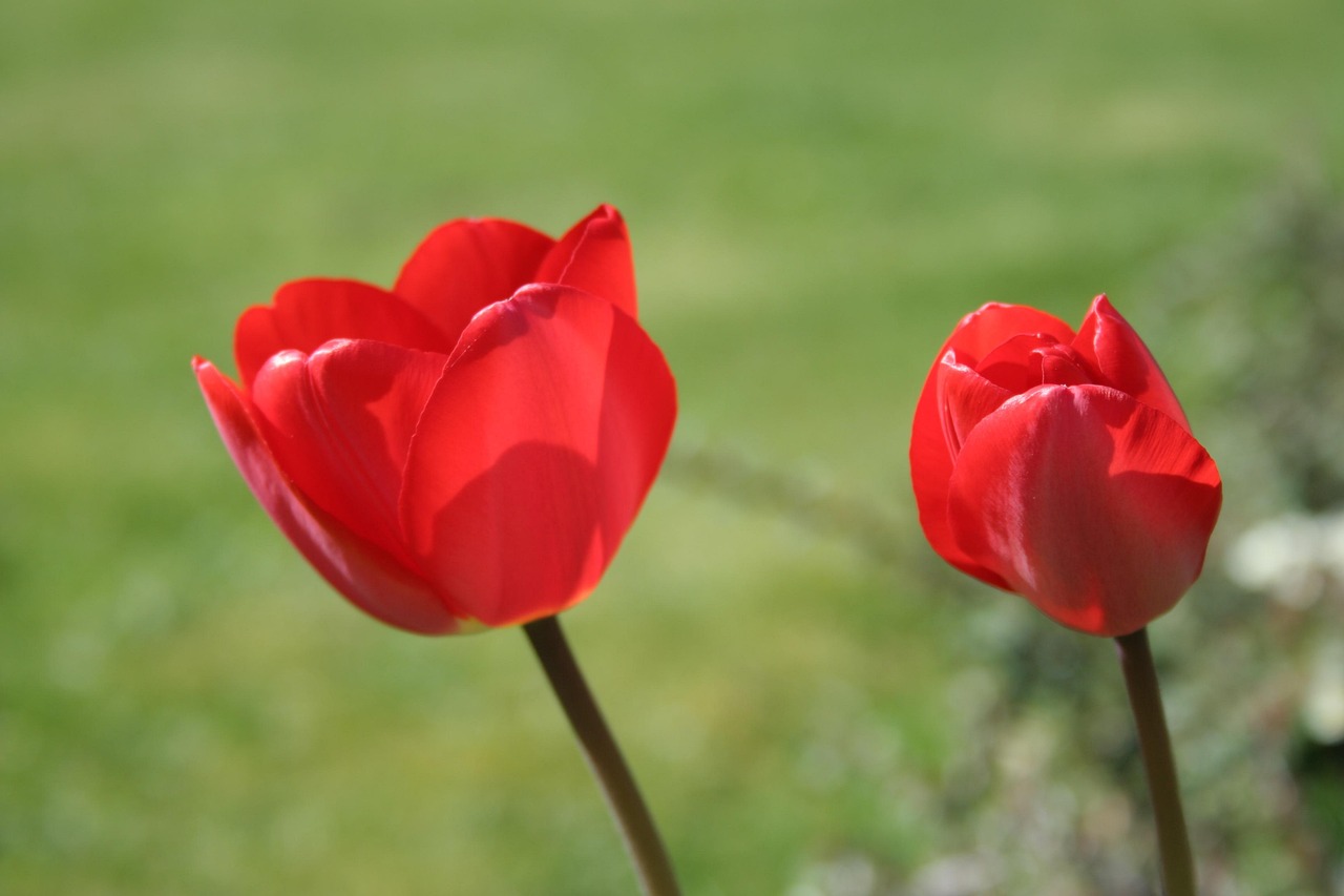 Spring Flower Tulip - Free photo on Pixabay - Pixabay
