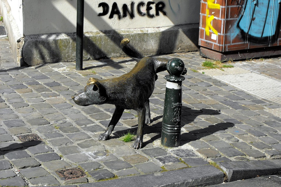 Staty Hund Bryssel - Gratis foto på Pixabay