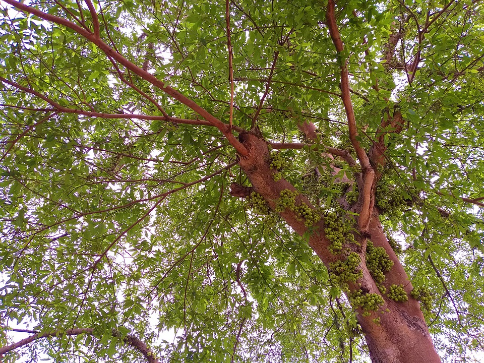 Tree Green Brown - Free photo on Pixabay