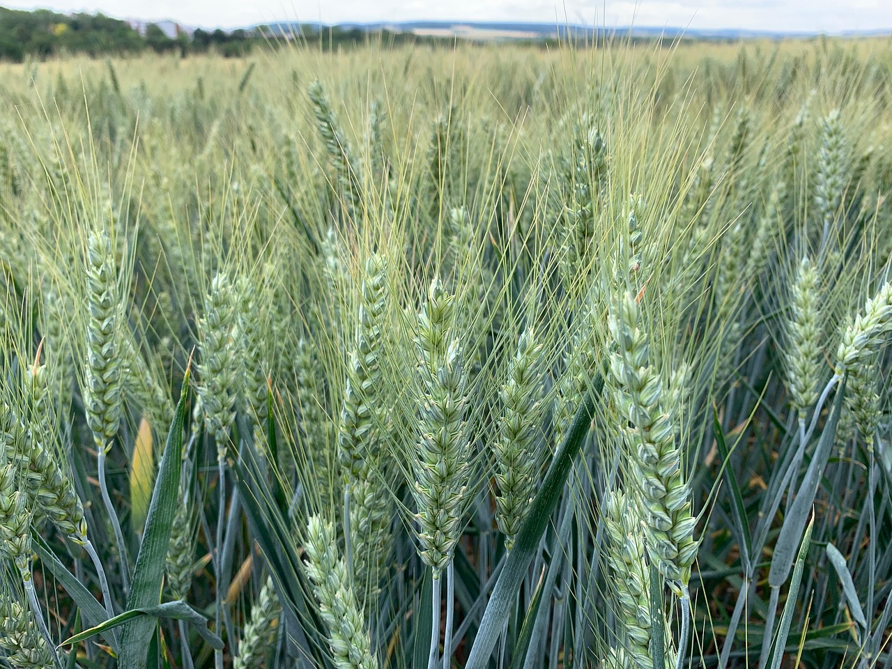 Trigo Campo Agricultura - Foto gratis en Pixabay - Pixabay Trigo Campo Agricultura - Foto gratis en Pixabay - Pixabay