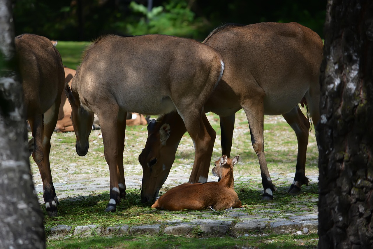 Antílopes Ternero Zoo Jóvenes - Foto gratis en Pixabay - Pixabay