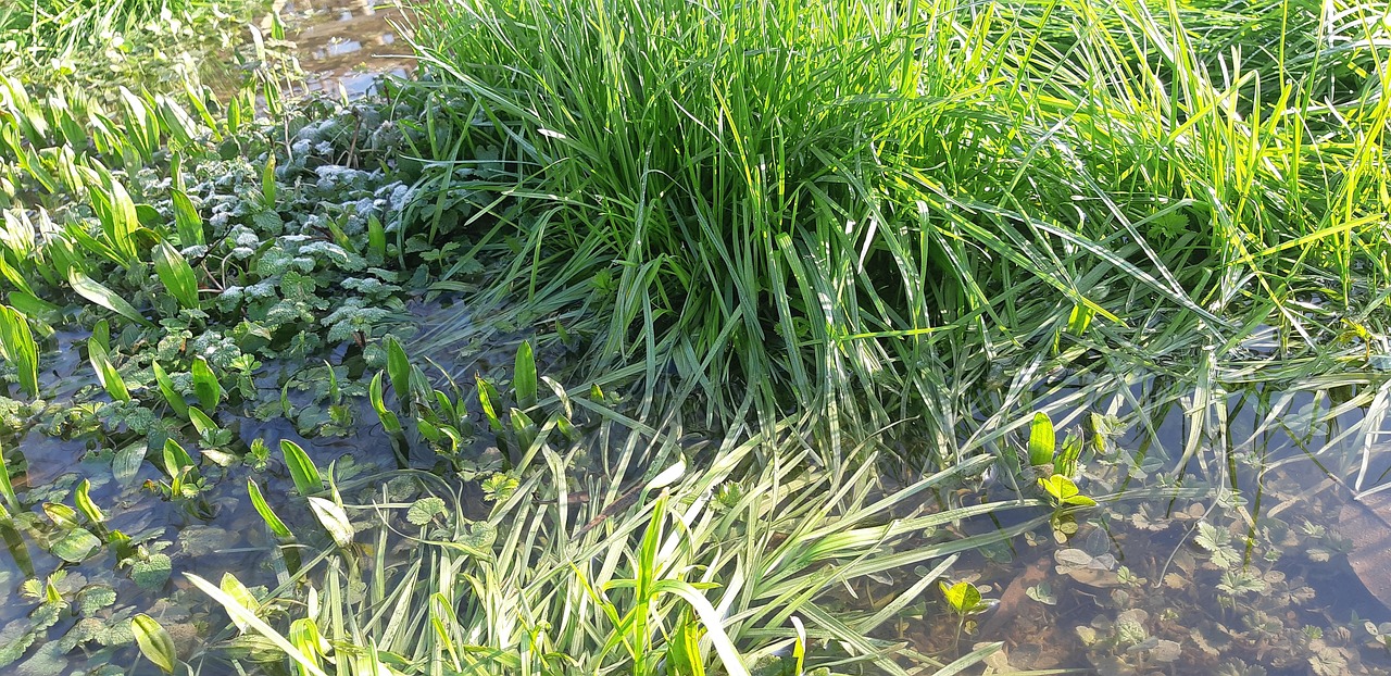 Old Grass That - Free photo on Pixabay - Pixabay