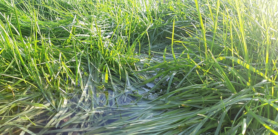 Old Grass That - Free photo on Pixabay - Pixabay