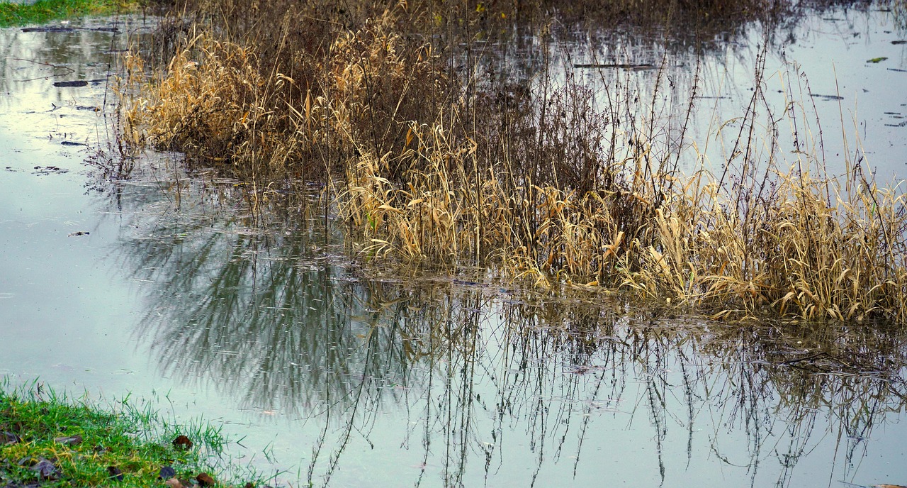5,000+ Free Wetland Swamps & Swamp Images - Pixabay