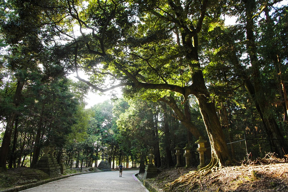 Forest Japanese Japan - Free photo on Pixabay - Pixabay