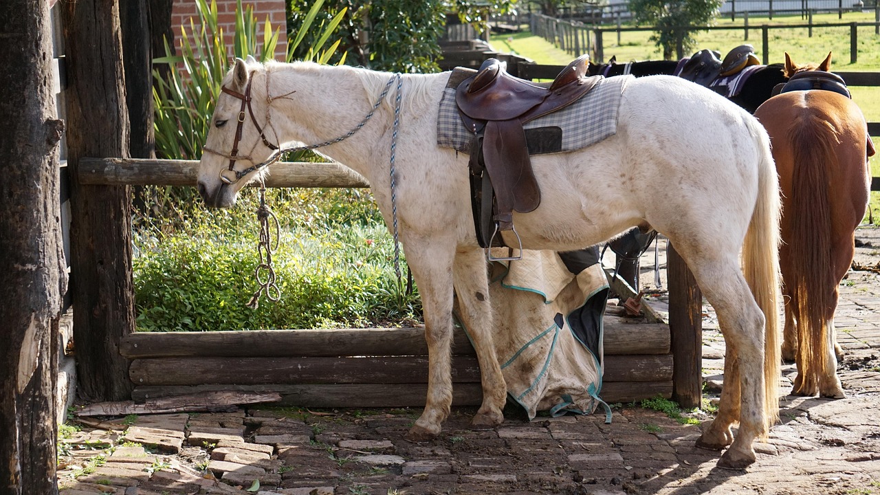 Horse Stable Animal - Free photo on Pixabay - Pixabay